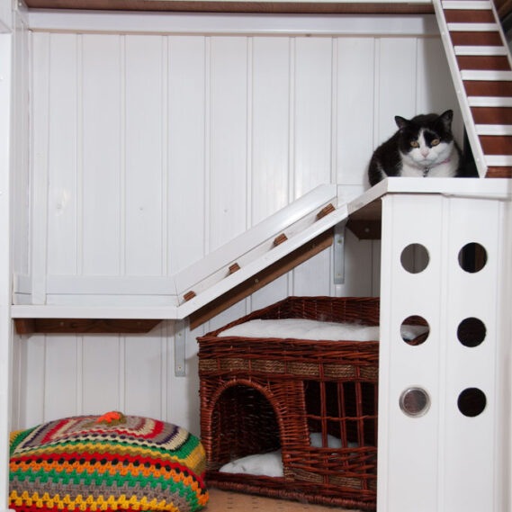 Mossdale Cattery Orpington - Luxury Cat Hotel