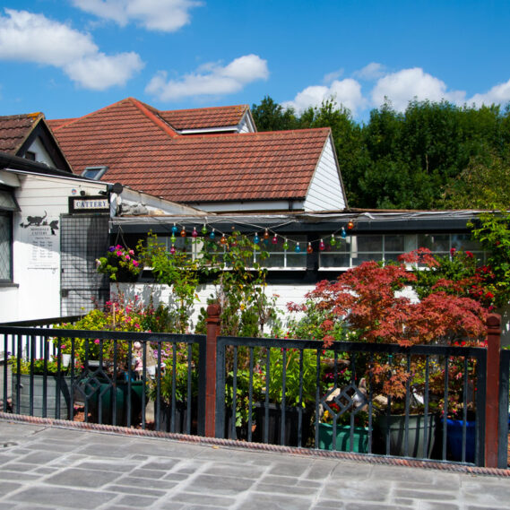 Mossdale Cattery Orpington - Luxury Cat Hotel